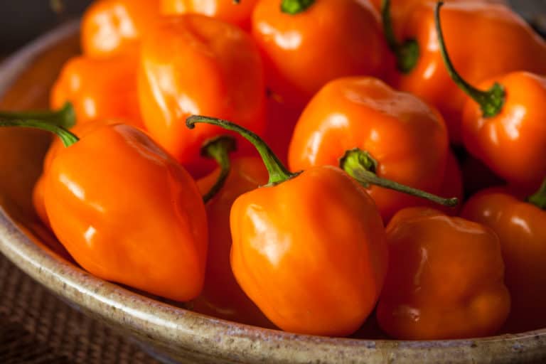 Scotch Bonnet Peppers vs Habanero Peppers - Low Carb Africa